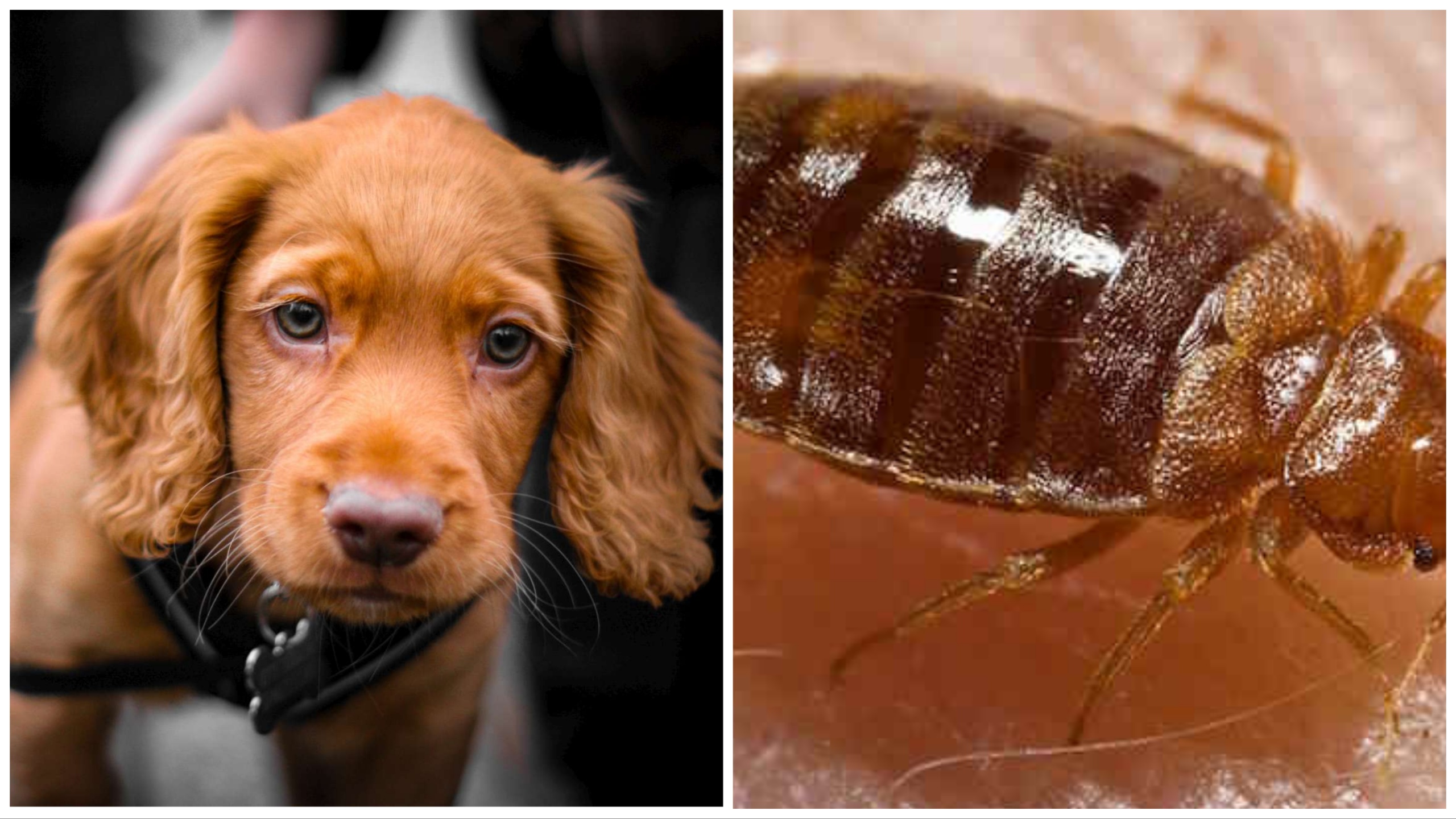 Cimici dei letti, la soluzione definitiva è un cane ma di una razza ...