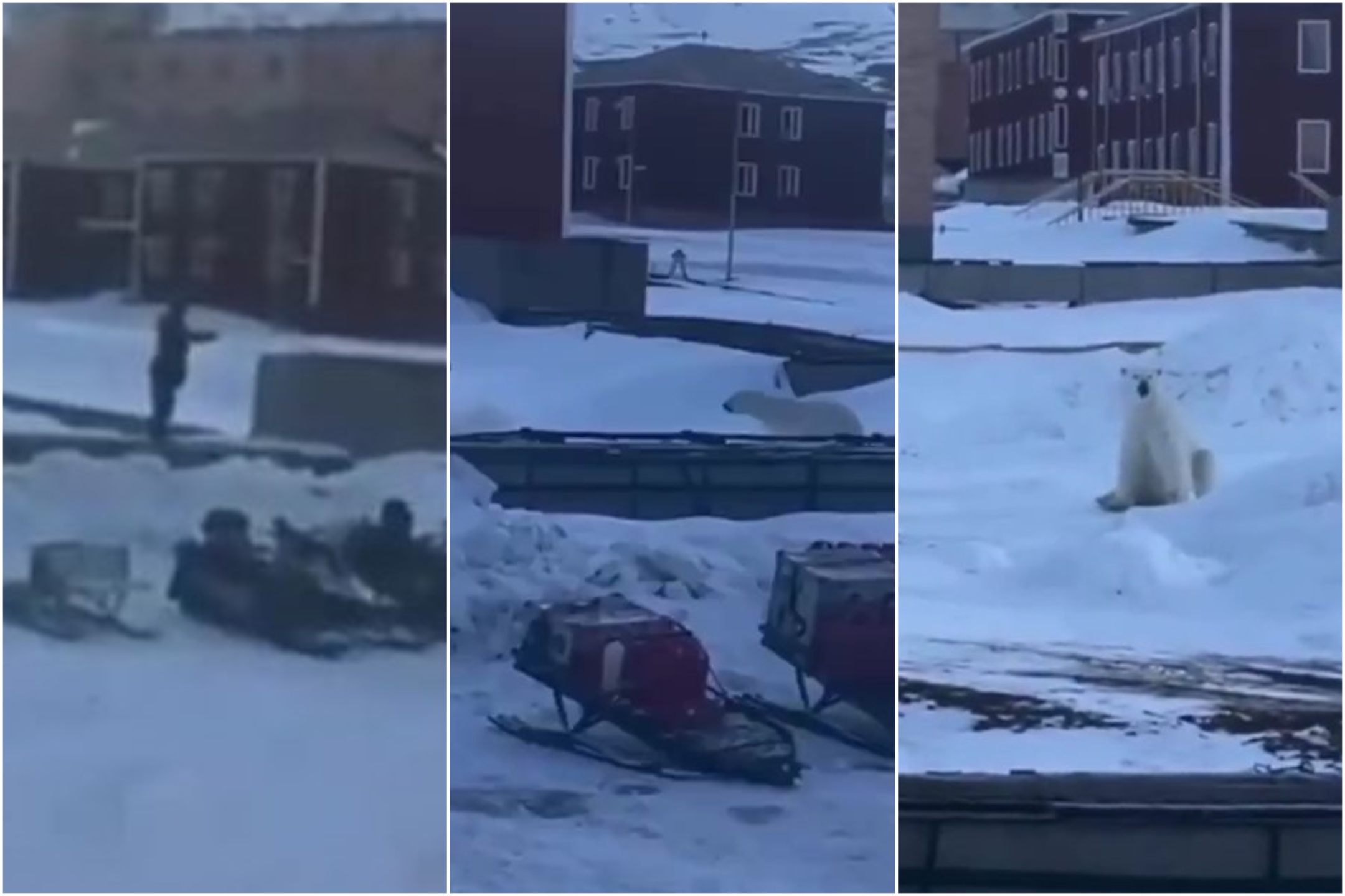 Spara a orso polare e lo manca: video virale